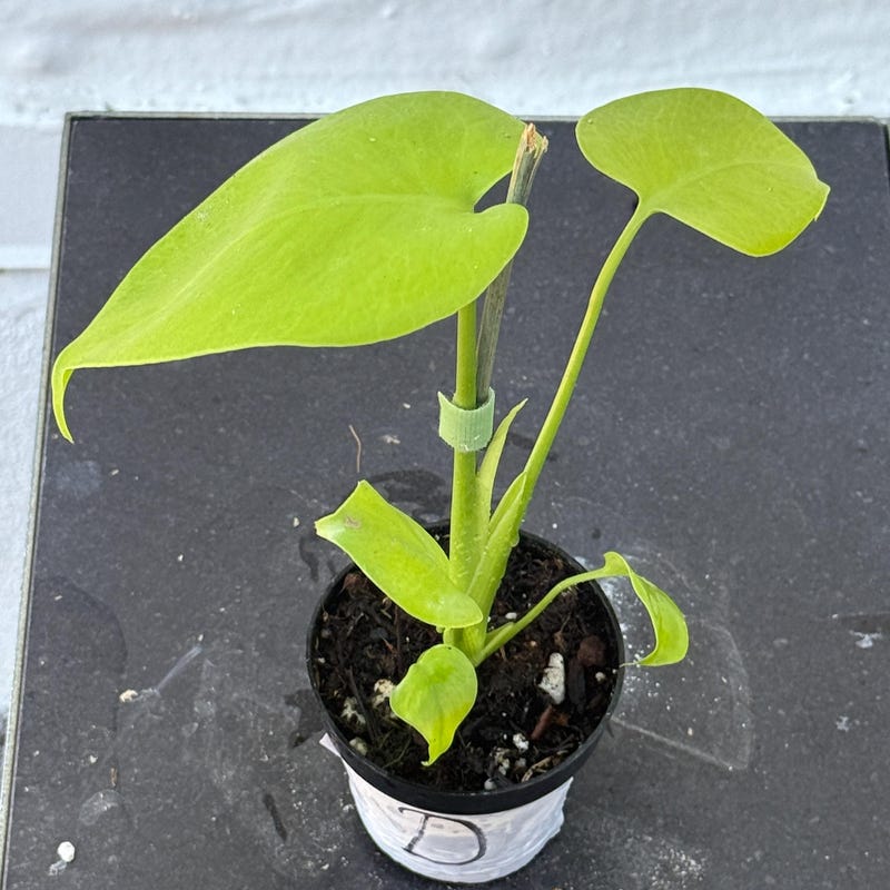 Flauntyourleaves - Etsy