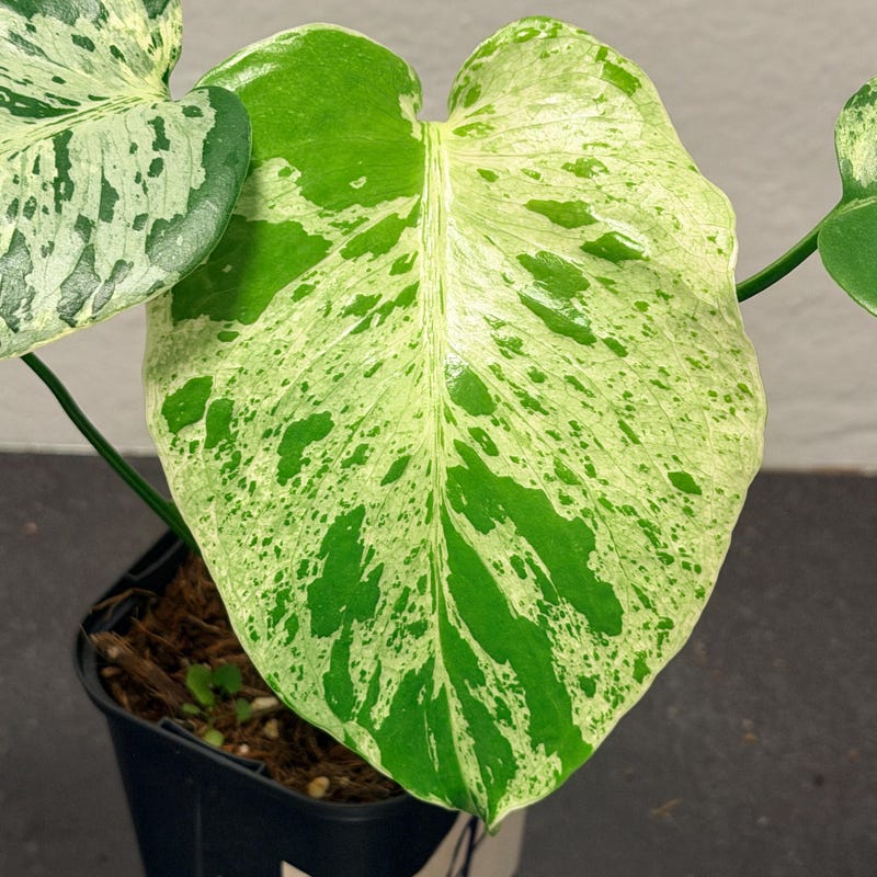 Bulbasaur Monstera - Etsy