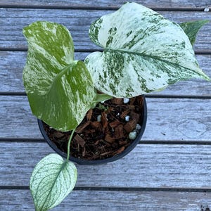 Monstera White Monster RARE MINT - Etsy