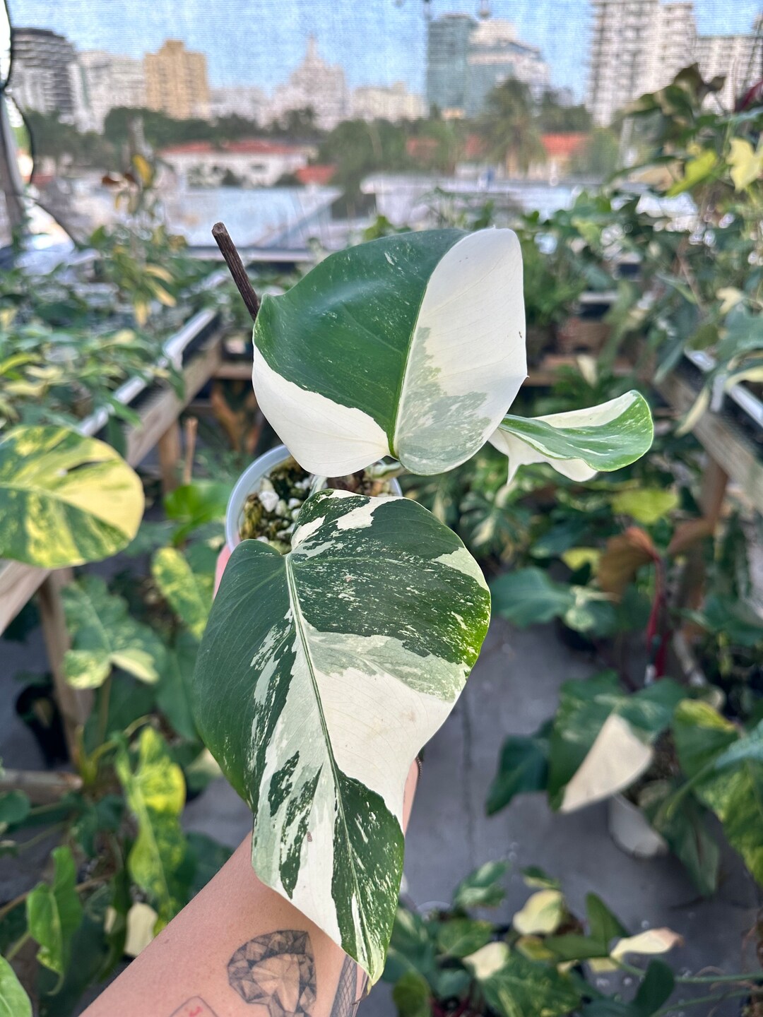 Monstera Albo Small Form - Etsy