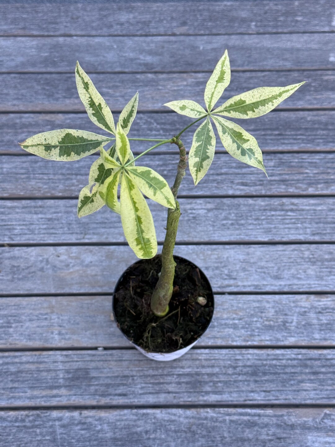 Money Tree Variegated RARE - Etsy