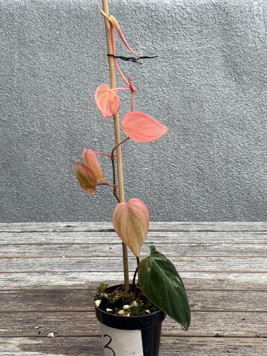 RARE Philodendron True Pink Micans - Etsy