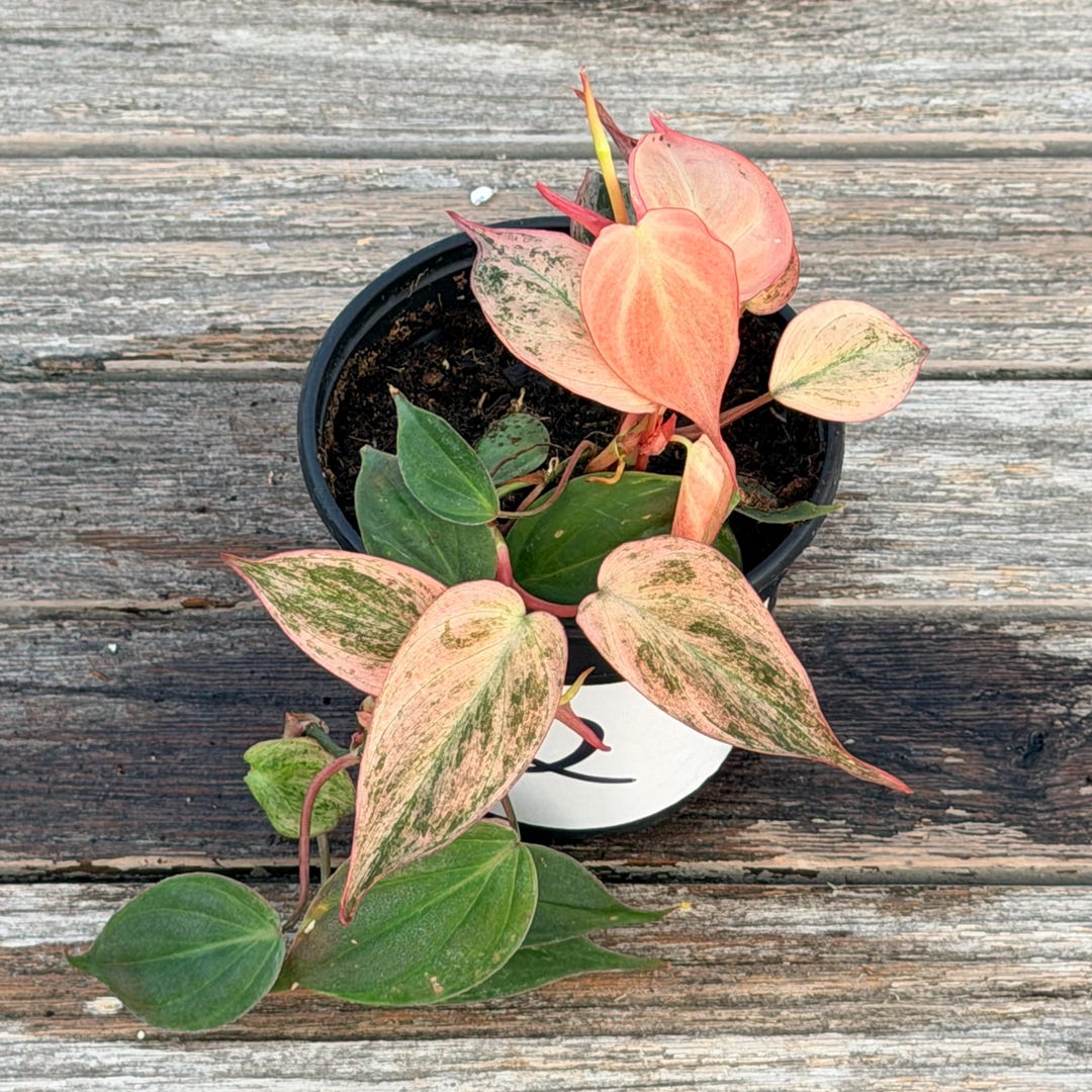 RARE Philodendron True Pink Micans - Etsy