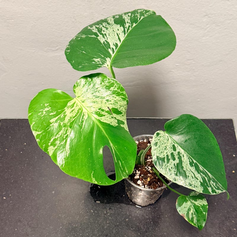 Bulbasaur Monstera - Etsy