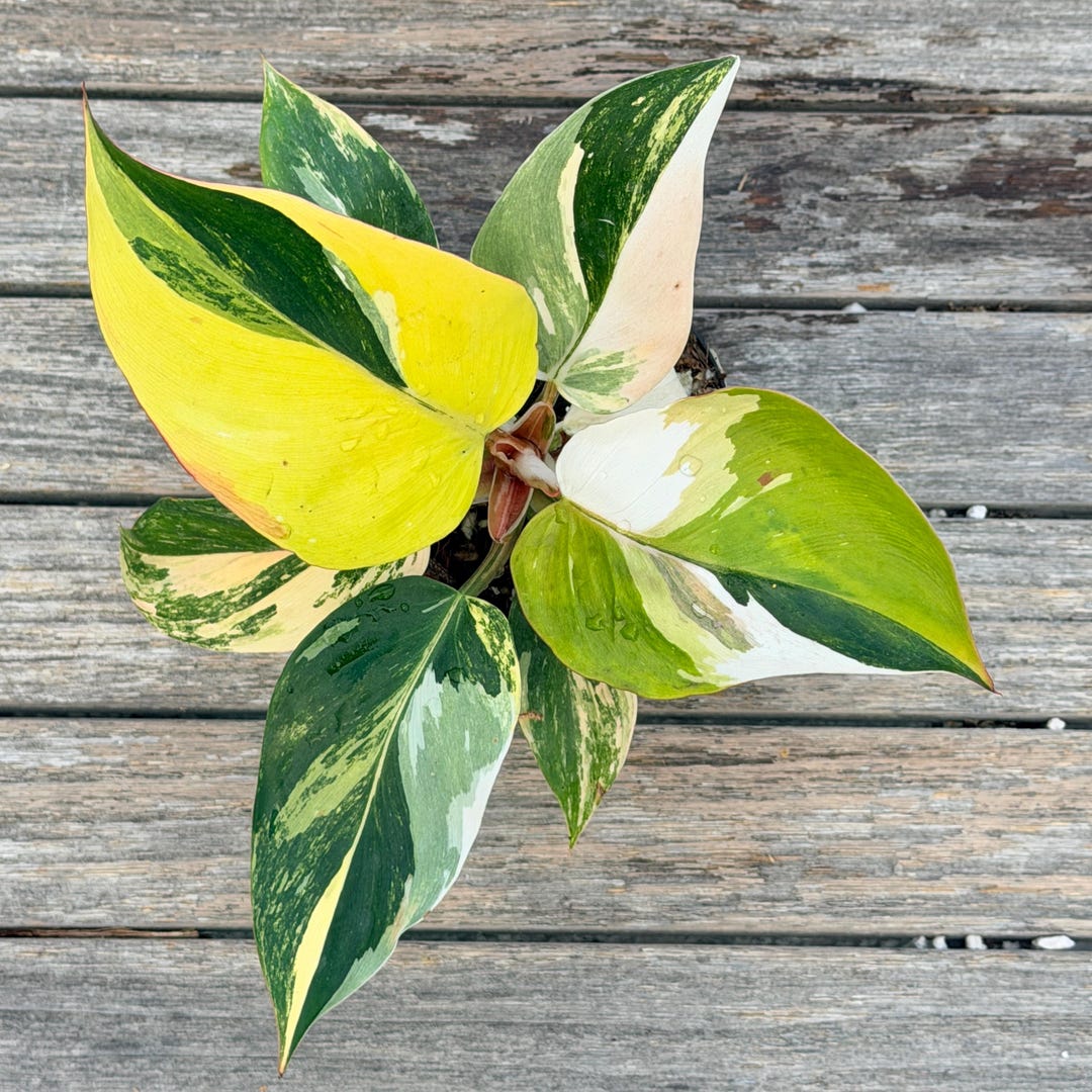 White Knight Aurea – Rare Variegated Philodendron - Etsy