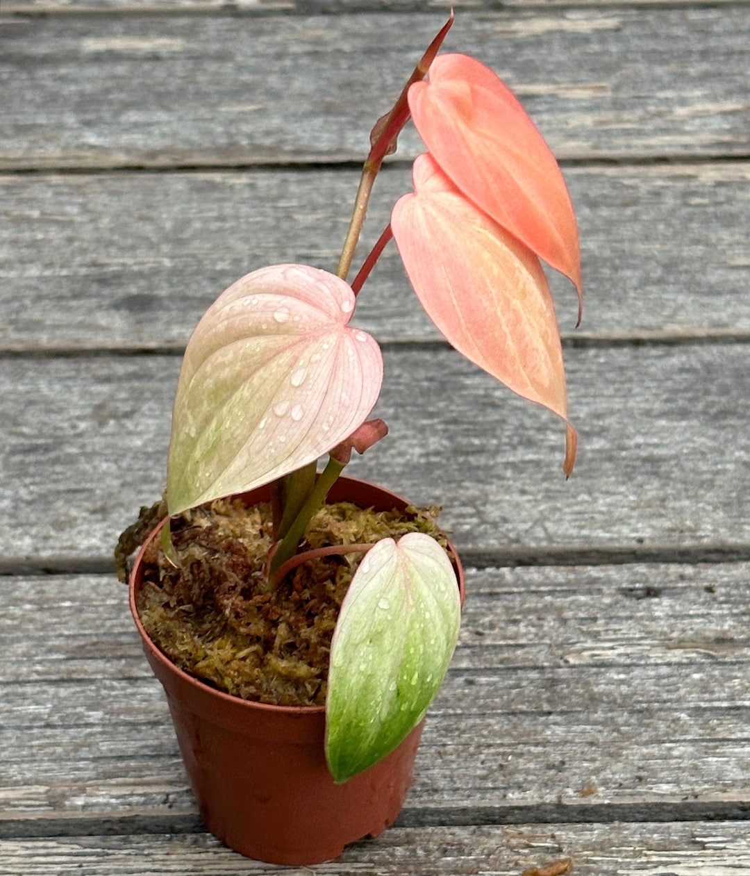 RARE Philodendron True Pink Micans - Etsy