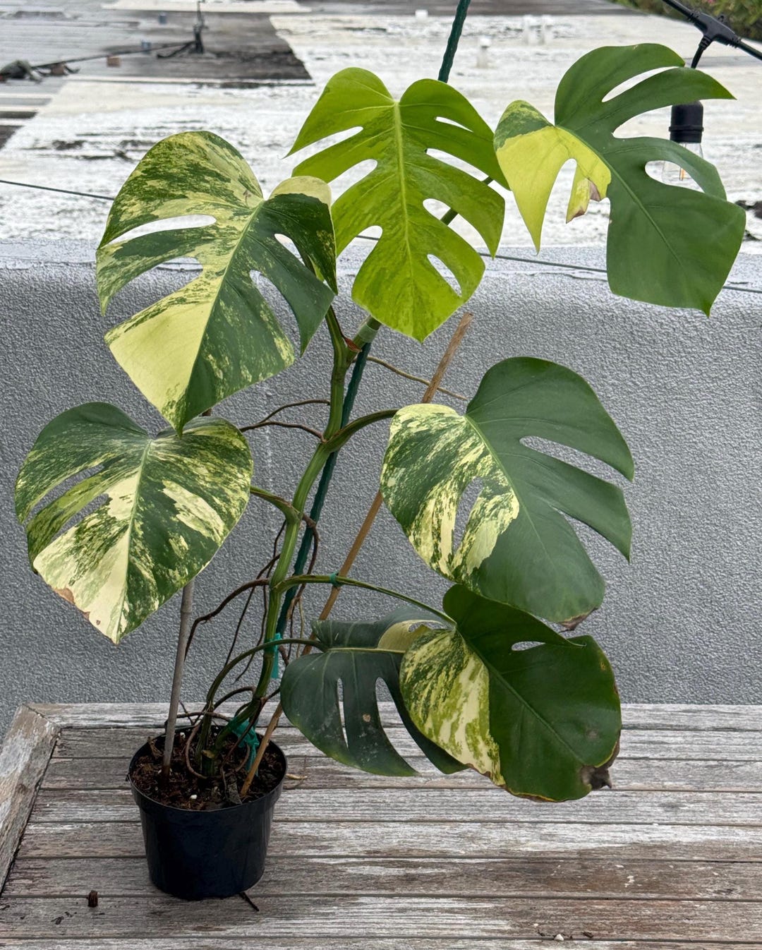 Monstera Aurea Small Form Large Plant - Etsy