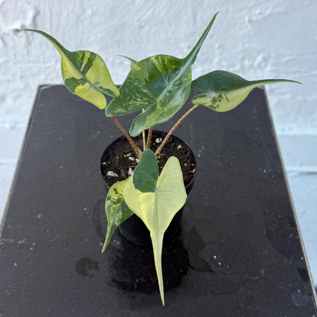 RARE Variegated Alocasia Stingray | Alocasia Macrorrhiza Variegata ...