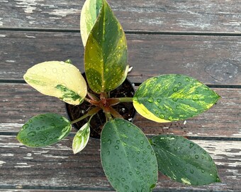 Philodendron Red Congo Variegated 3 US SELLER - Etsy