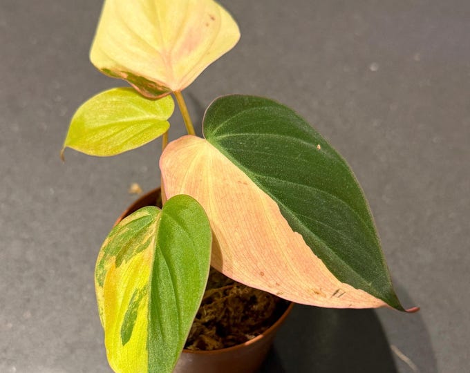 RARE Philodendron Variegated Aurea Micans - Etsy