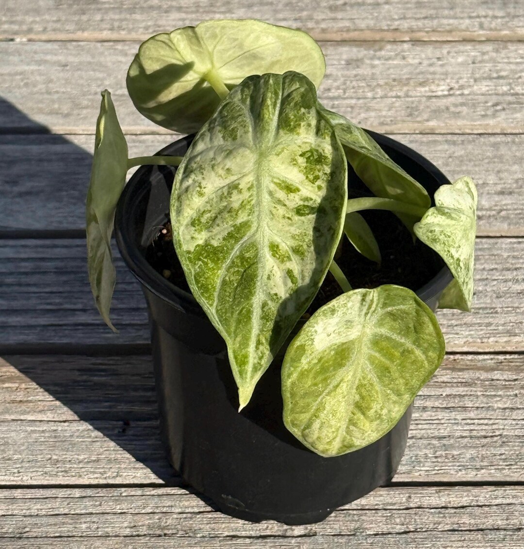 Alocasia Variegated Ninja RARE - Etsy