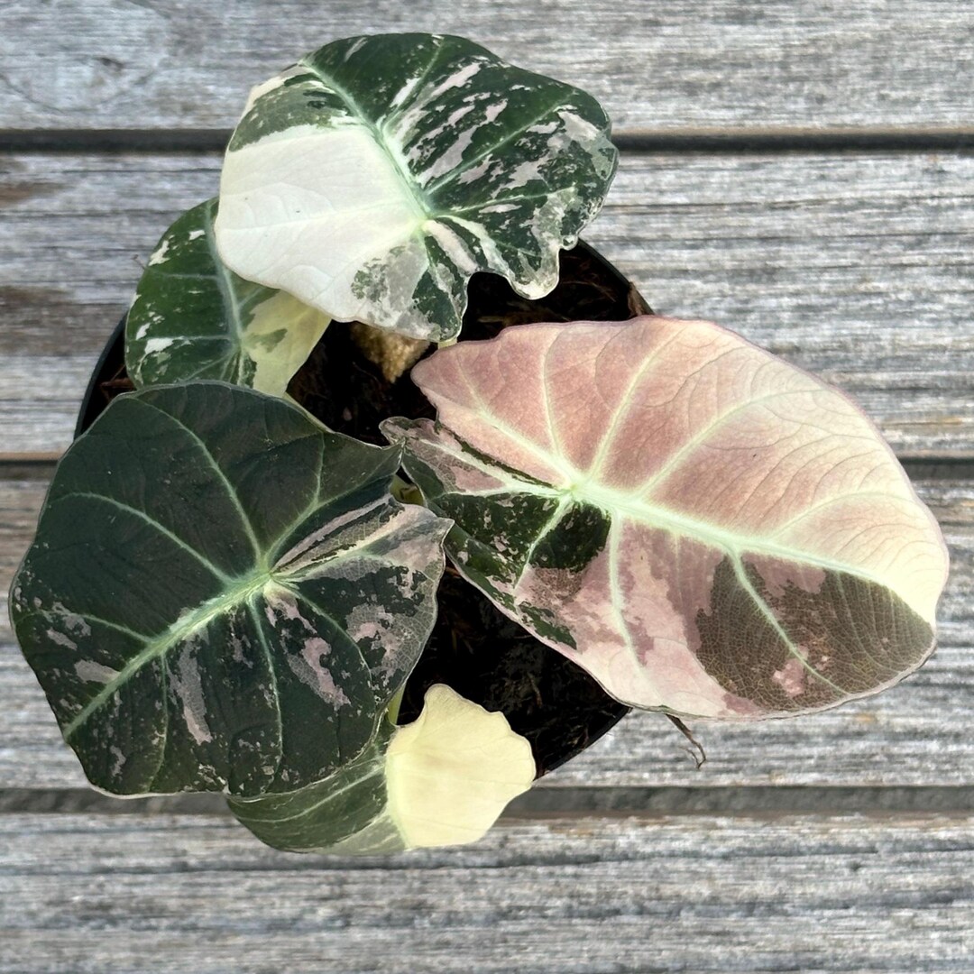 Alocasia Black Velvet Pink Variegated - Etsy