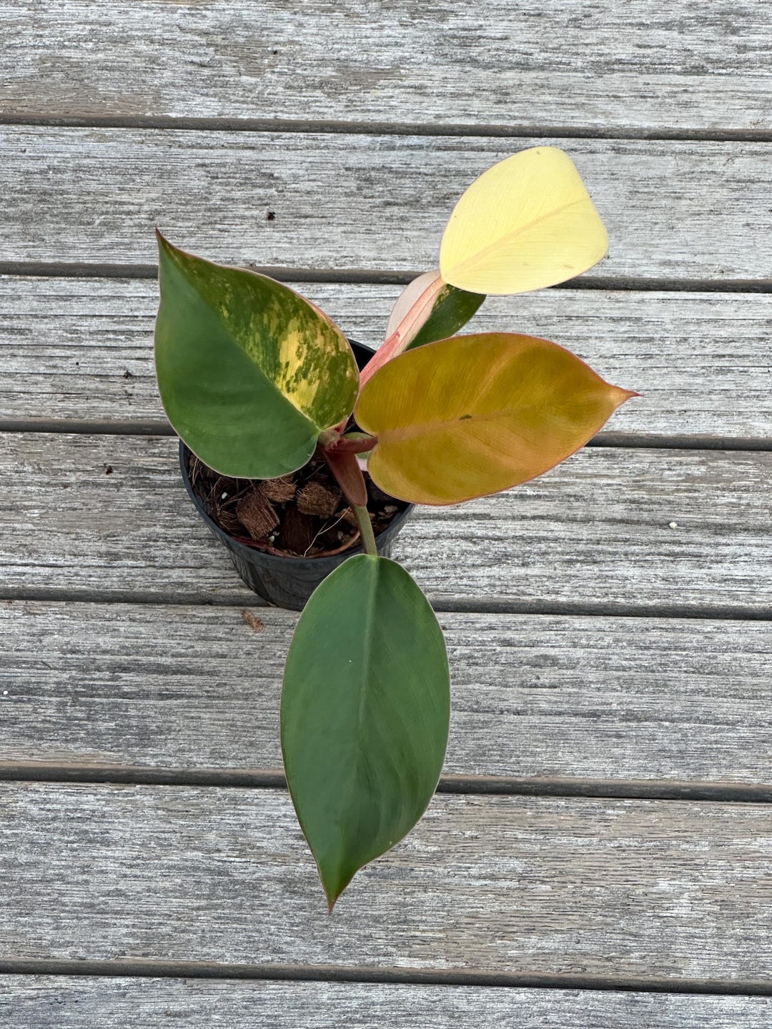 Philodendron Variegated Red Congo RARE - Etsy