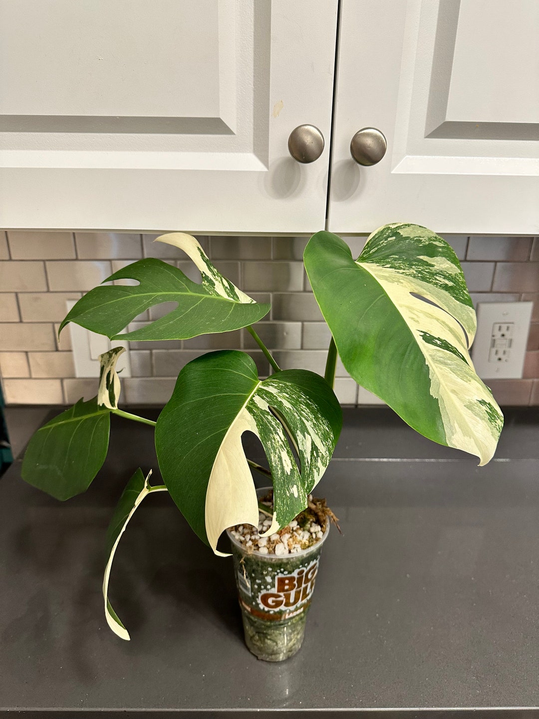 Monstera Albo Small Form - Etsy