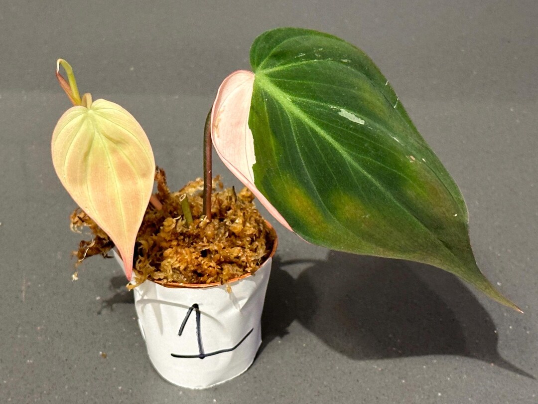 RARE Philodendron True Pink Micans - Etsy