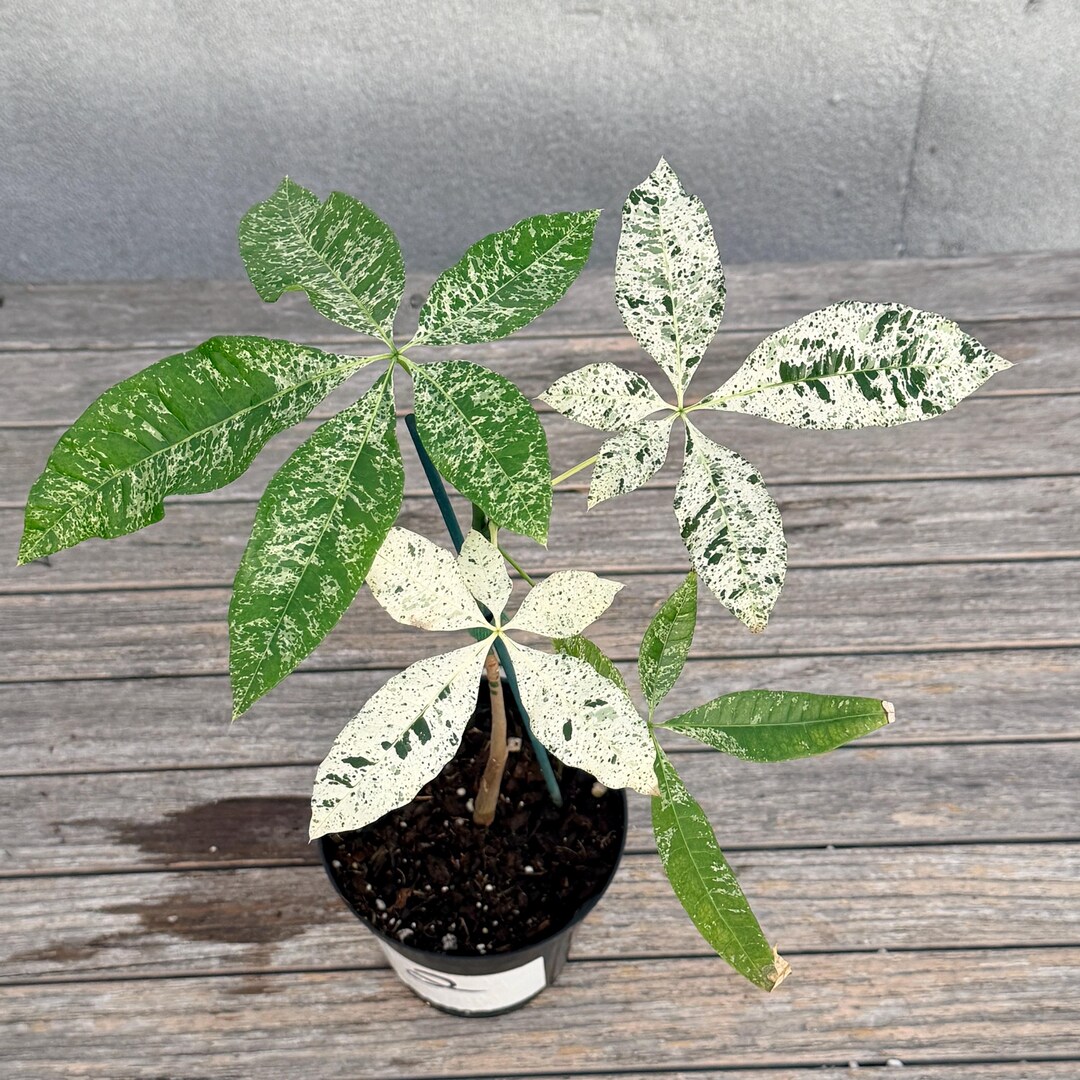 Money Tree Variegated RARE - Etsy