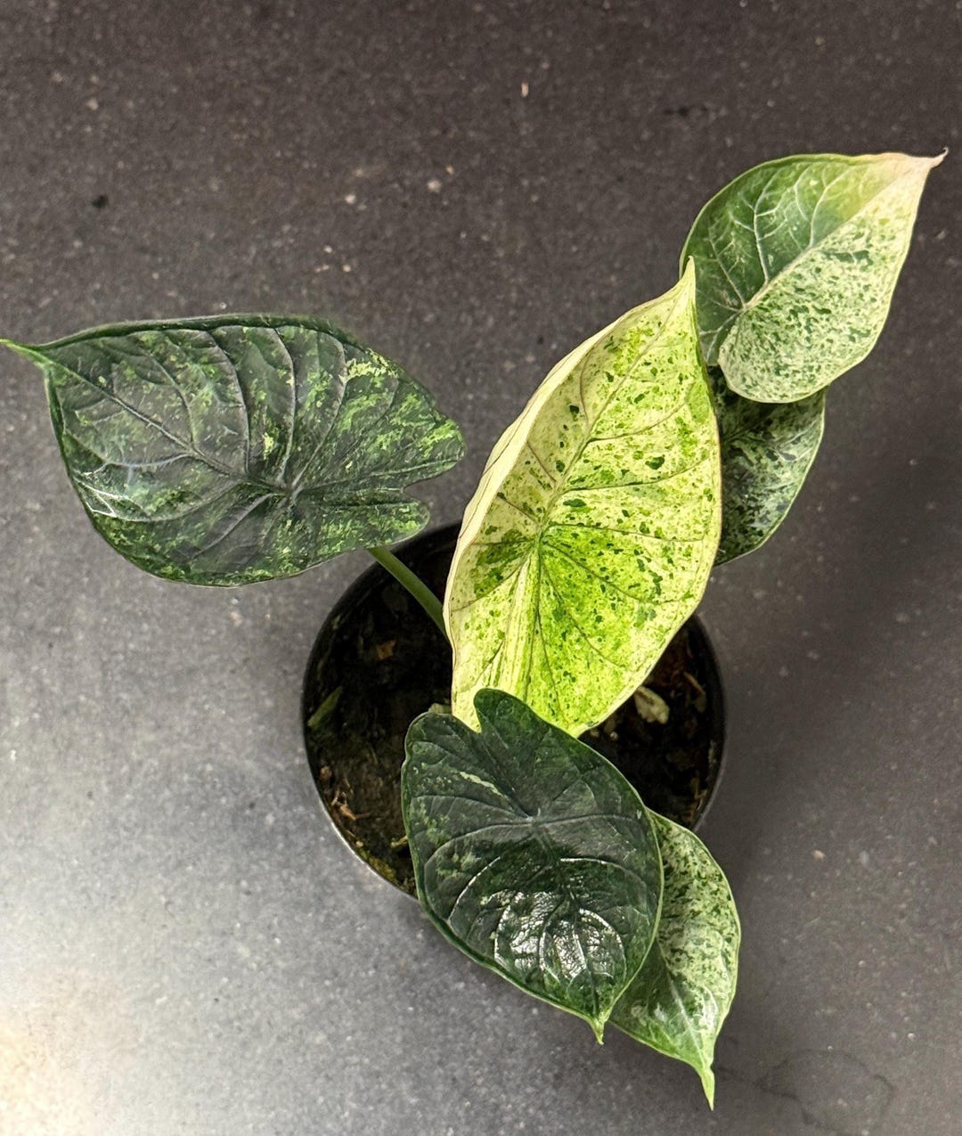 Alocasia Dragon Scale MINT Variegated RARE - Etsy