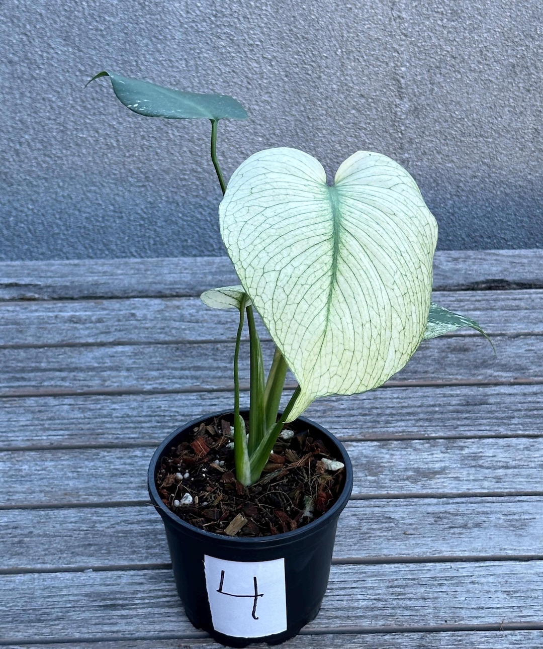 Monstera White Monster RARE MINT - Etsy