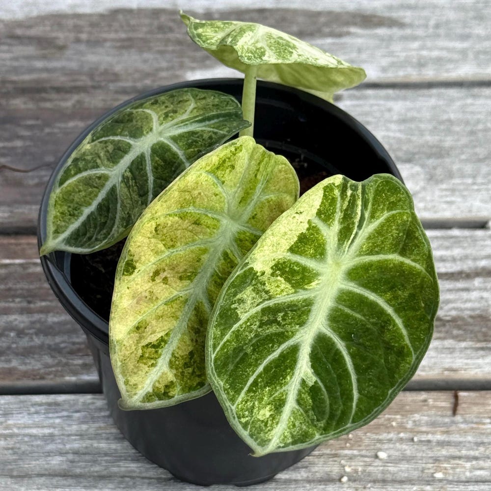 Flauntyourleaves - Etsy