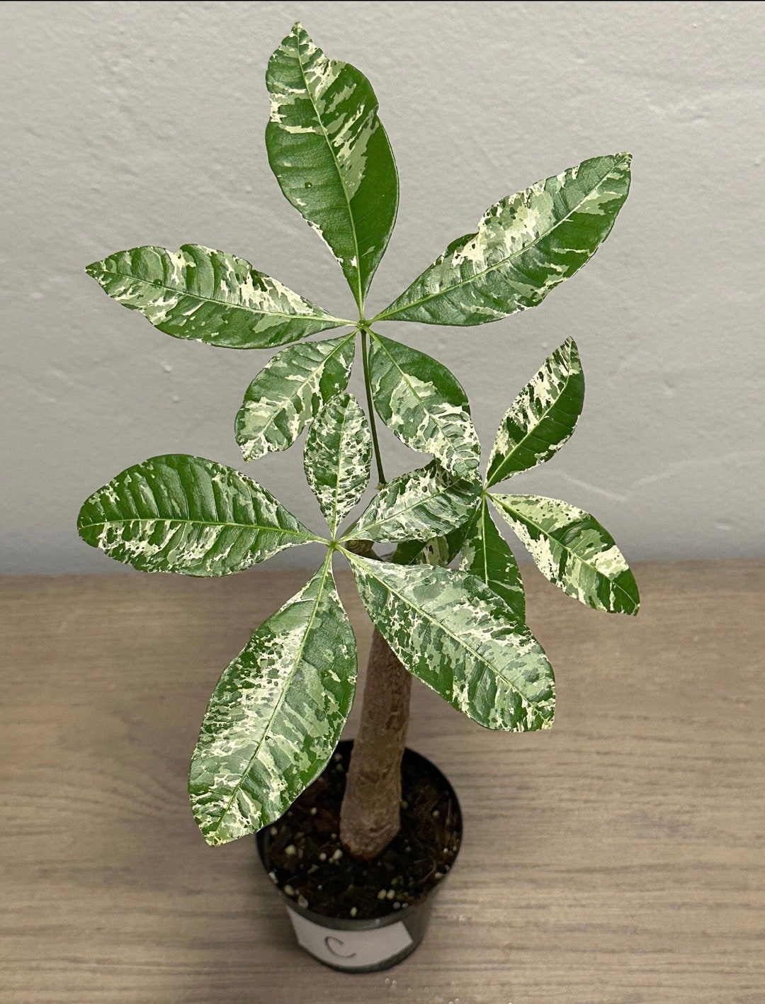 Money Tree Variegated RARE - Etsy