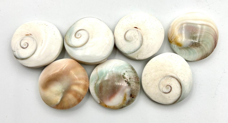 Operculum Shell Shiva Eye Shell Shaped Round Disk Size: - Etsy
