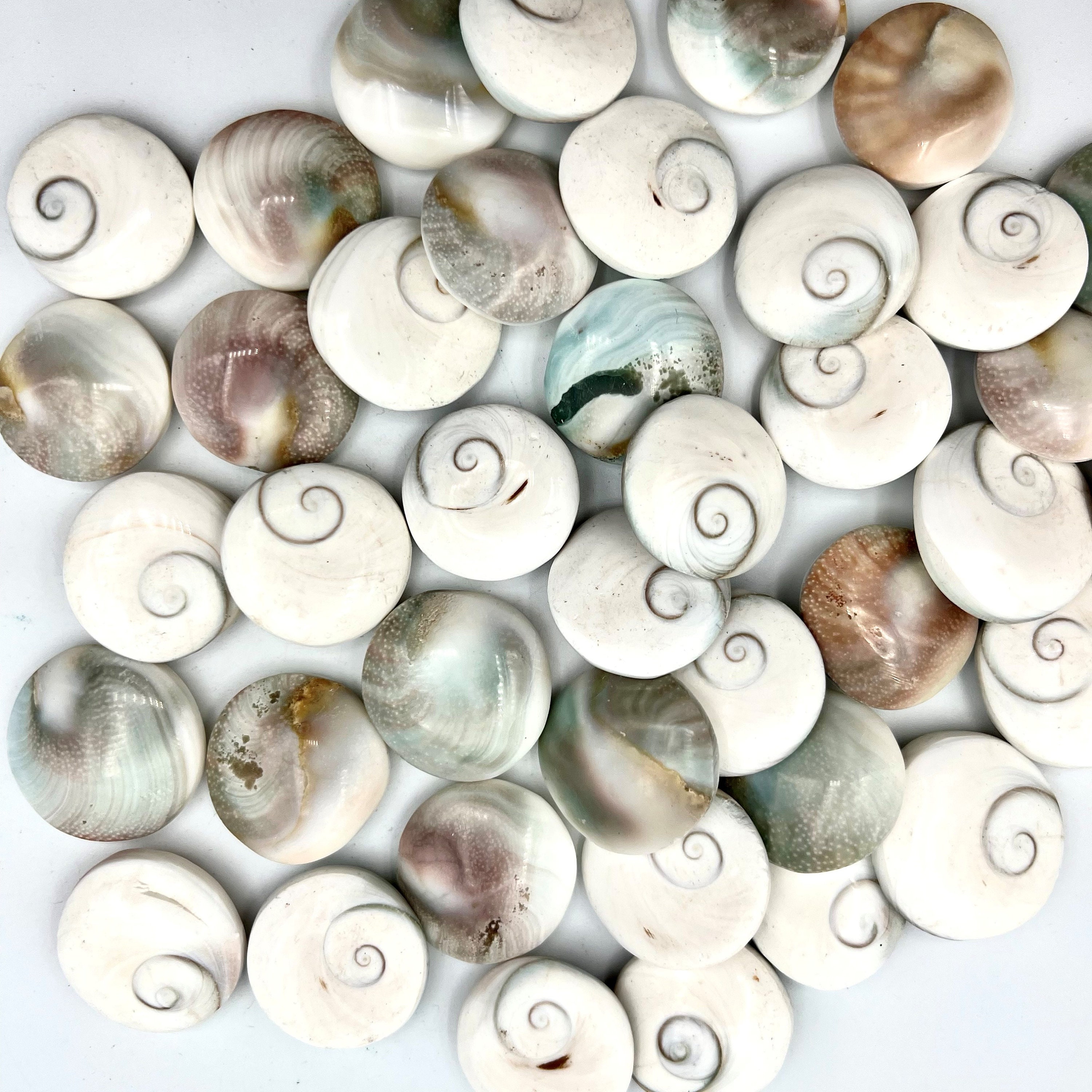Operculum Shell, Shiva Eye Shell Shaped Round Disk, Size: 1-1.6 Inch ...