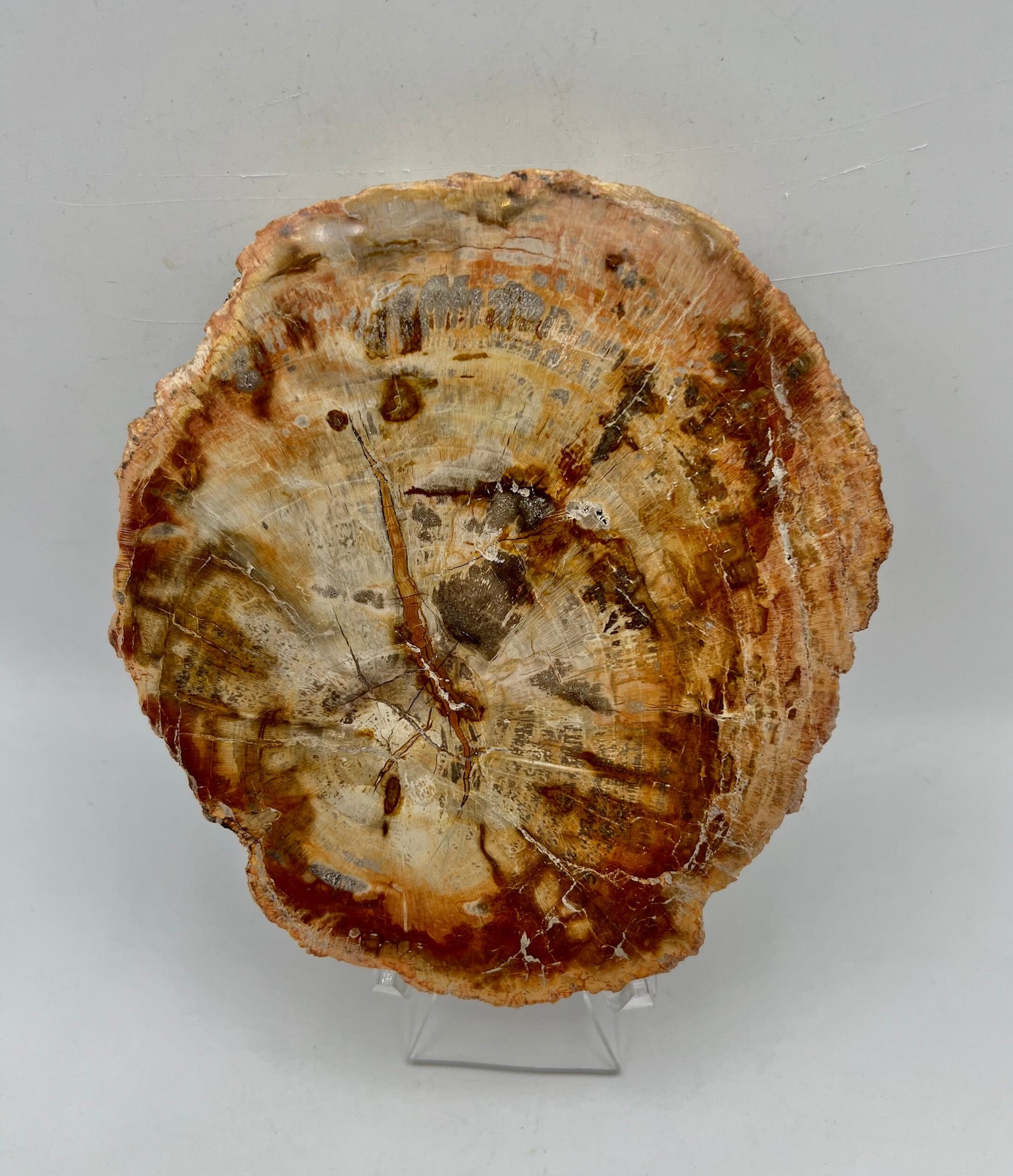 Petrified Wood Slab Stone, Petrified Wood Slice Stone, Petrified ...