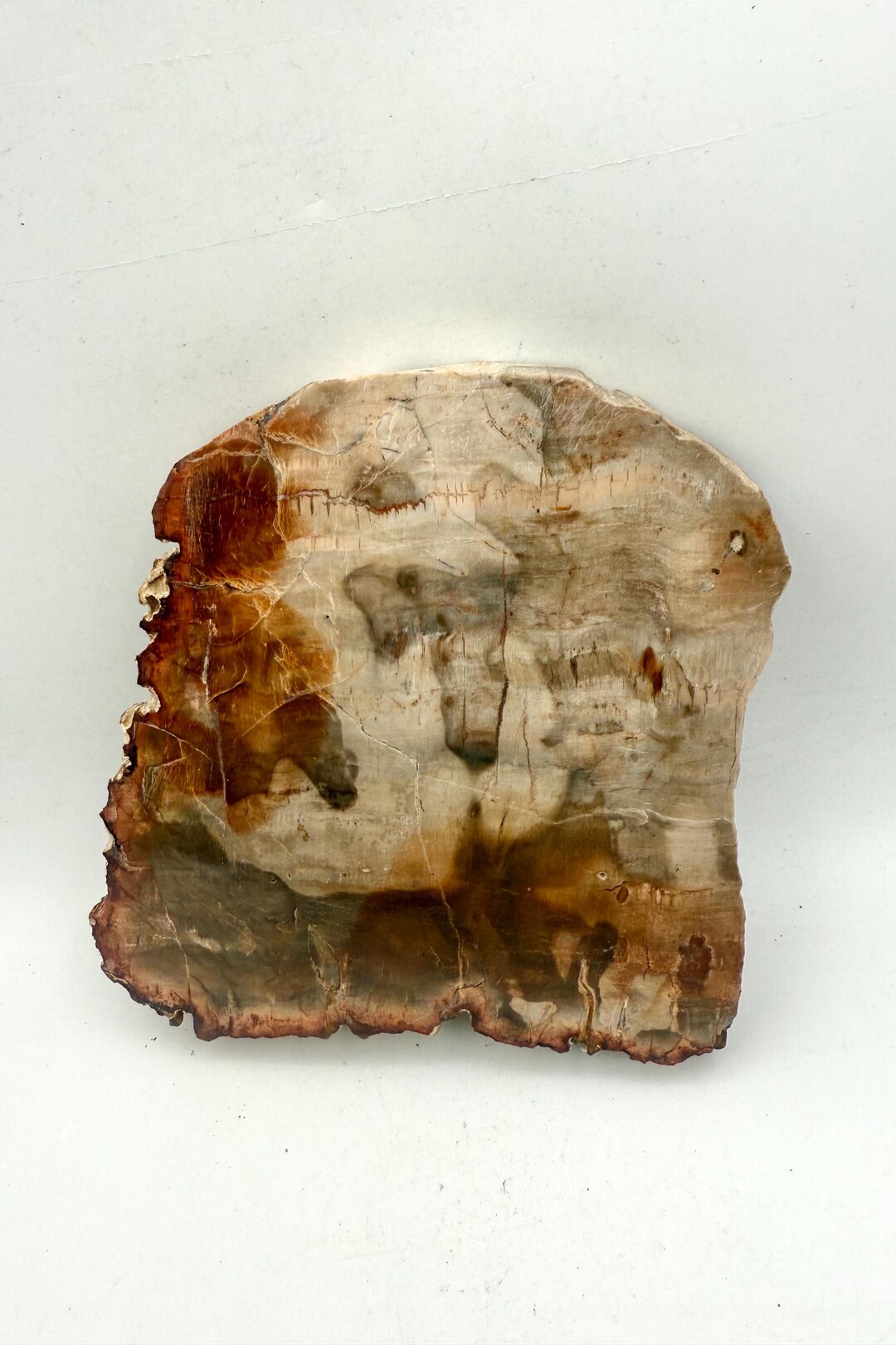 Petrified Wood Slab Stone, Petrified Wood Slice Stone, Petrified ...
