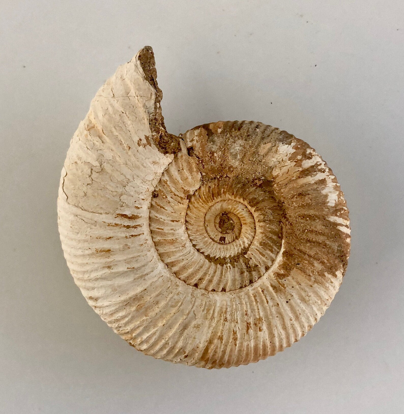 Whole White Ammonite Ammonite Fossil Shell Fossil Size - Etsy