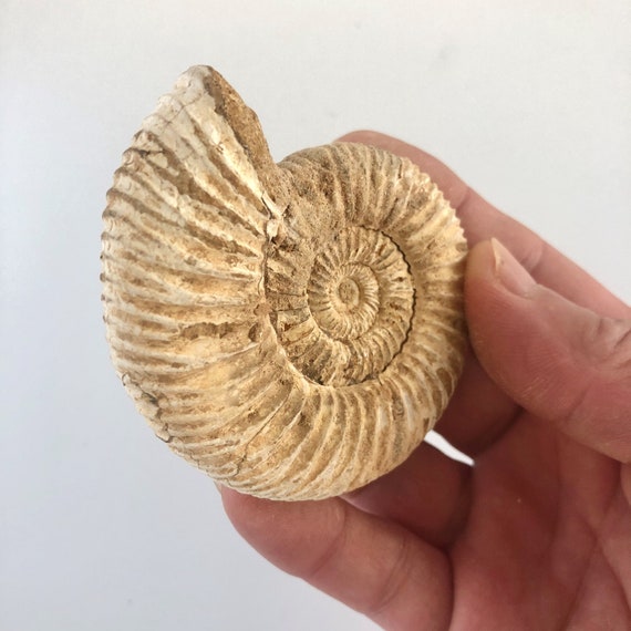 Shell Fossils