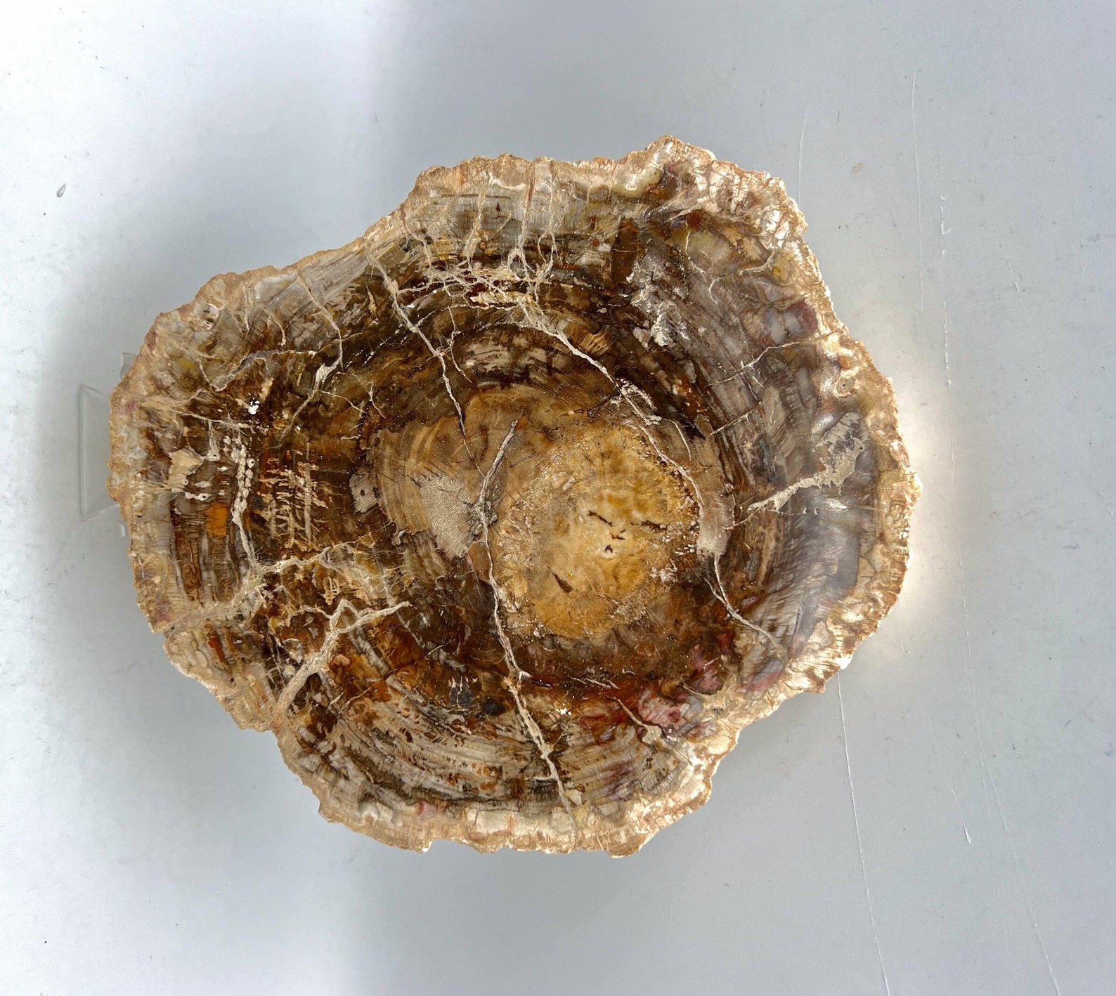 Petrified Wood Slab Stone, Petrified Wood Slice Stone, Petrified ...