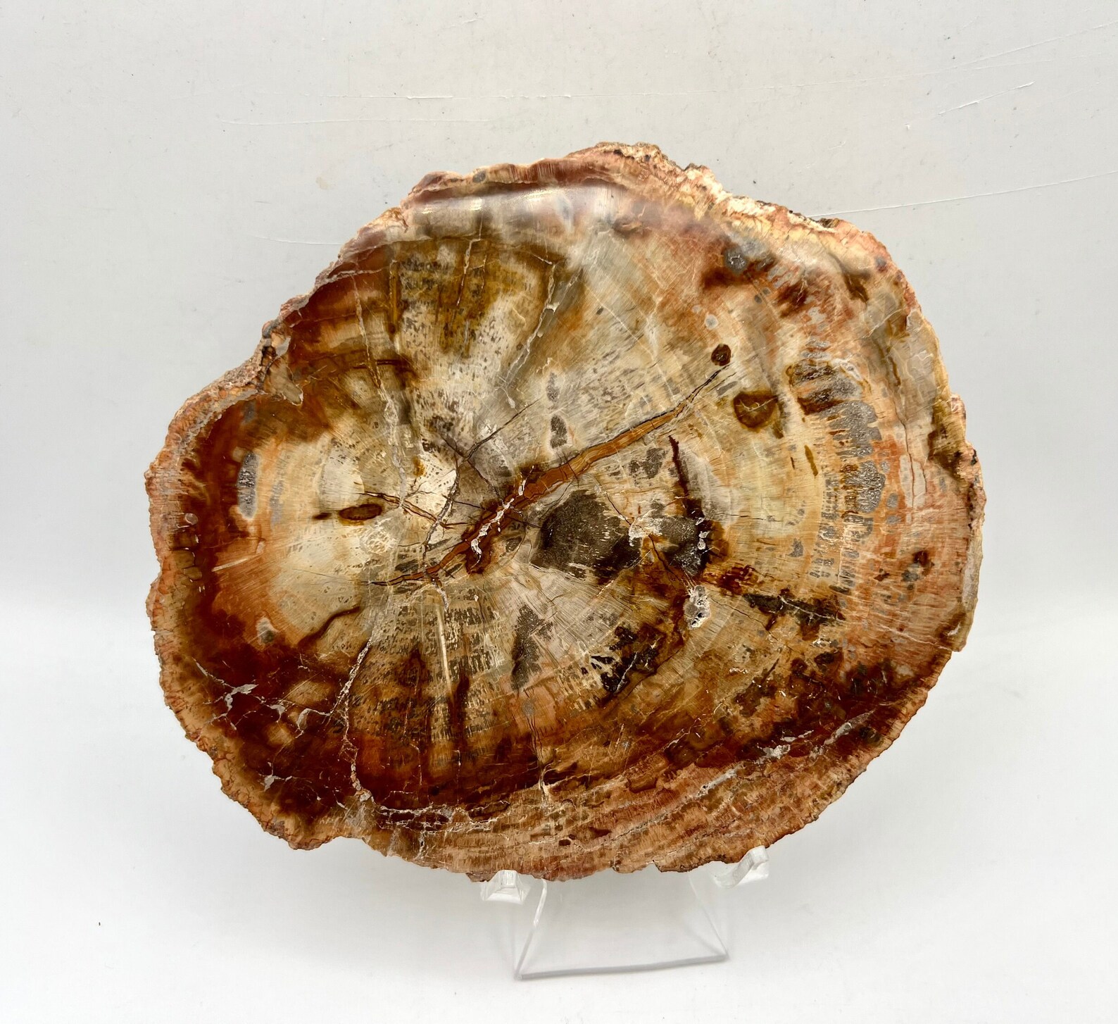 Petrified Wood Slab Stone, Petrified Wood Slice Stone, Petrified ...