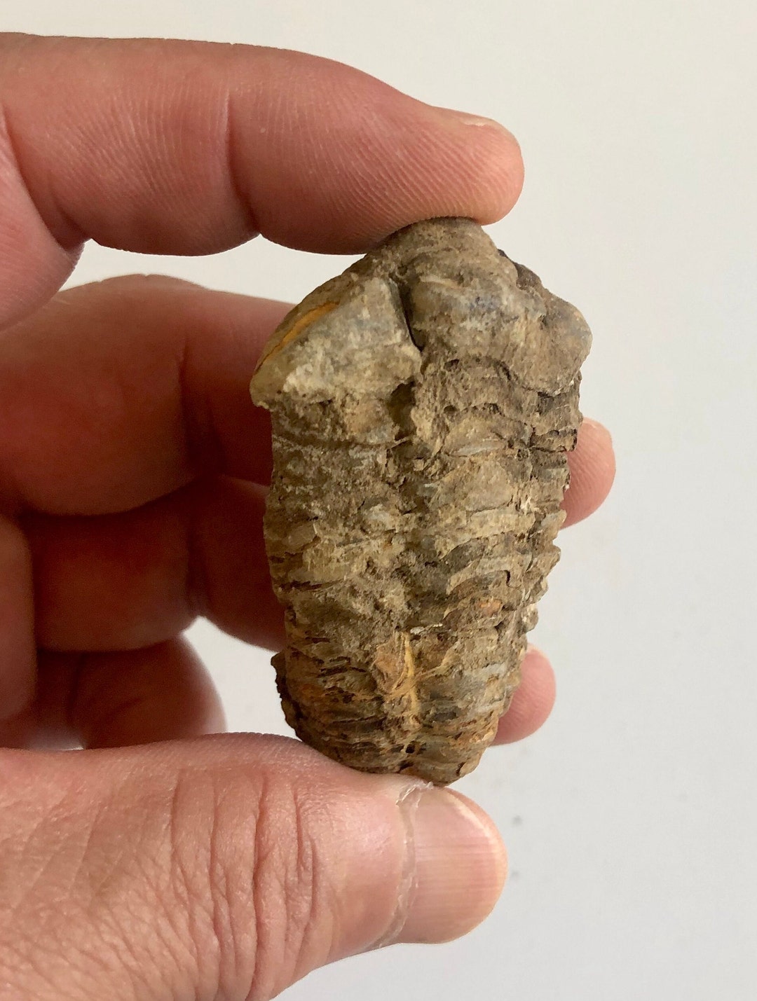 Trilobite Fossil, Fossil, Natural Fossil, Fossil Rock Stone Marine ...