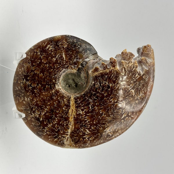 Ammonite Shell - Etsy