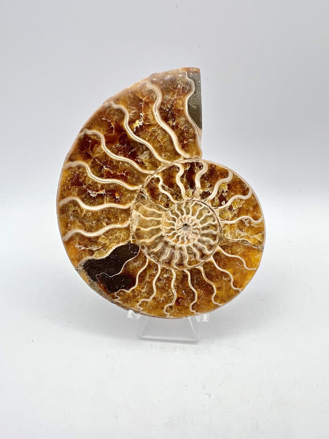Ammonite Fossil Slice, Ammonite, Fossil, Crystal Cavity Fossil ...