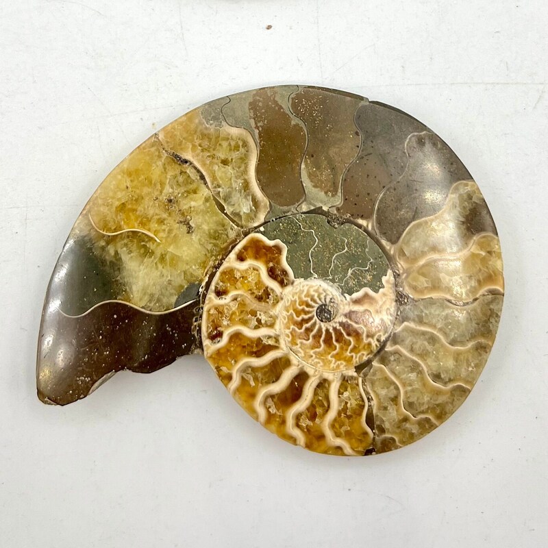 Ammonite Shell - Etsy
