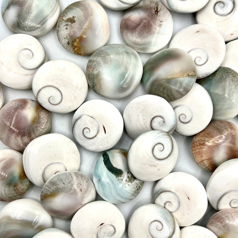 Operculum Shell Shiva Eye Shell Shaped Round Disk Size: - Etsy