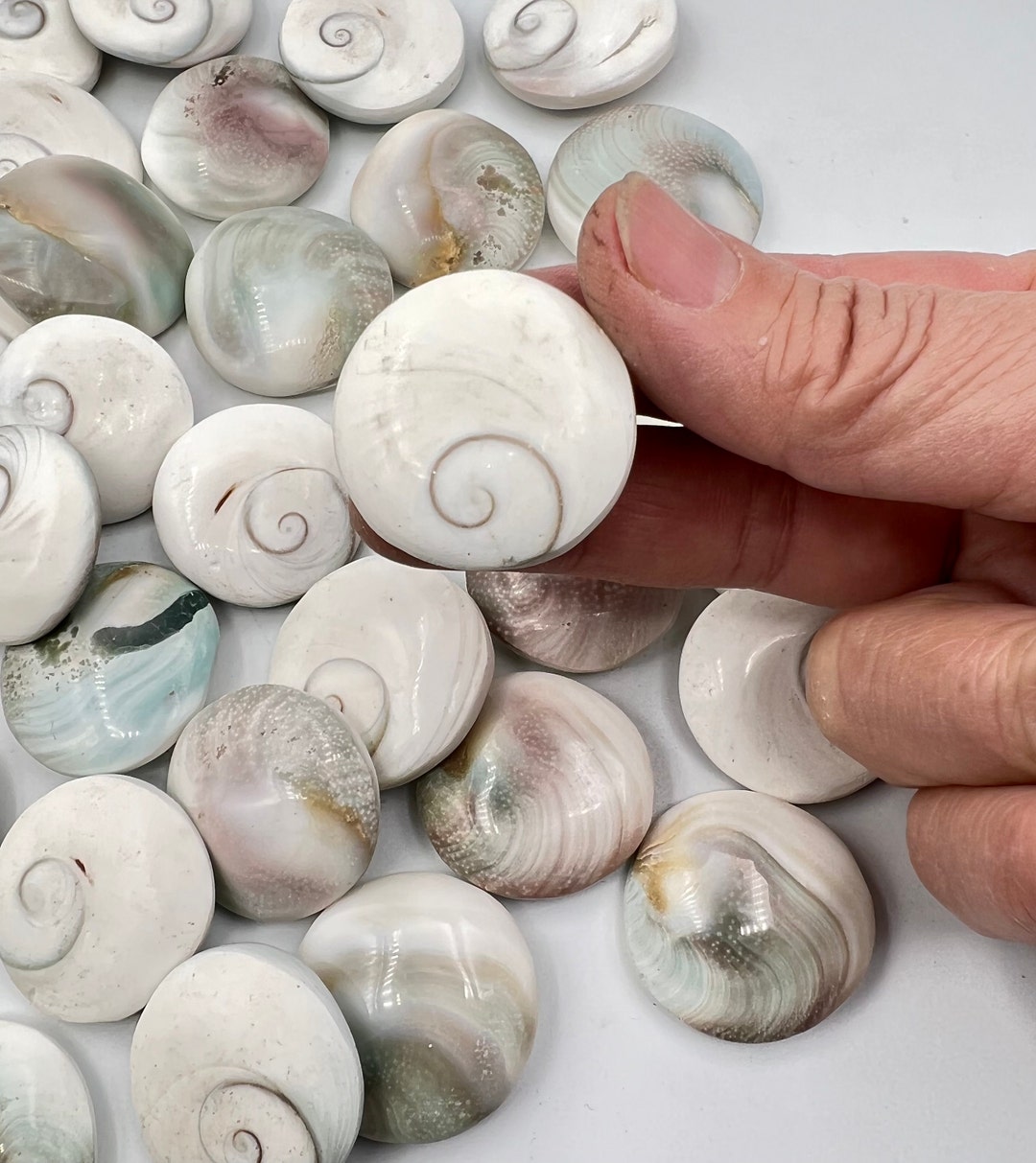 Operculum Shell, Shiva Eye Shell Shaped Round Disk, Size: 1-1.3 Inch ...