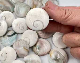 Operculum Shell | Etsy