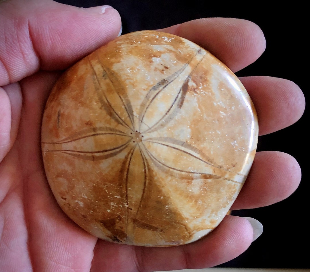 Sea Urchin Starfish Fossil Sand Dollar, Fossilized Sand Dollar Specimen ...