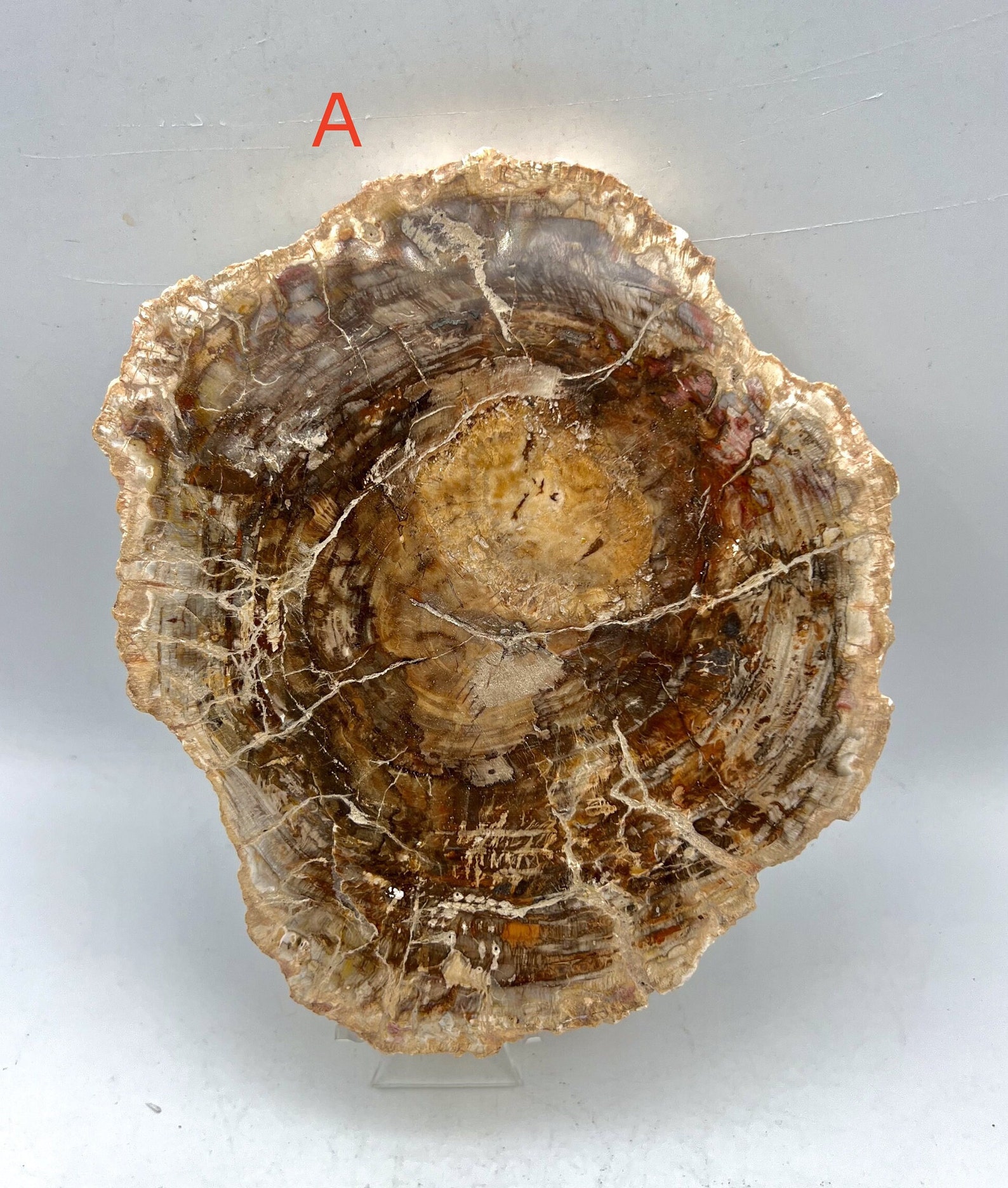 Petrified Wood Slab Stone, Petrified Wood Slice Stone, Petrified ...