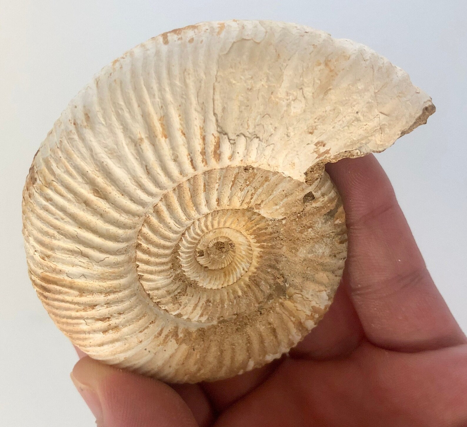 Whole White Ammonite Ammonite Fossil Shell Fossil Size - Etsy