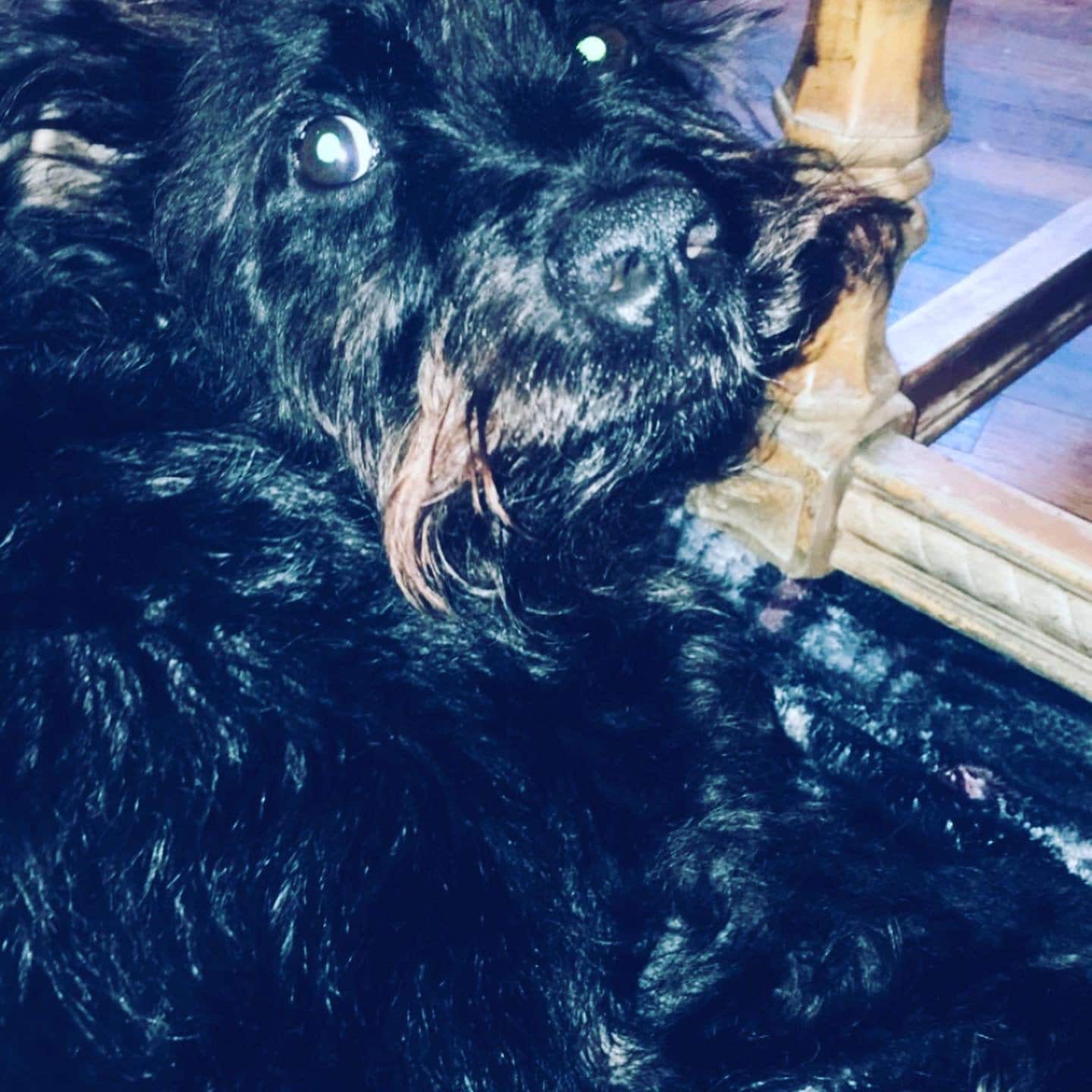 2 Pack Hair of a Black Dog for Magical Purposes hoodoo | Etsy