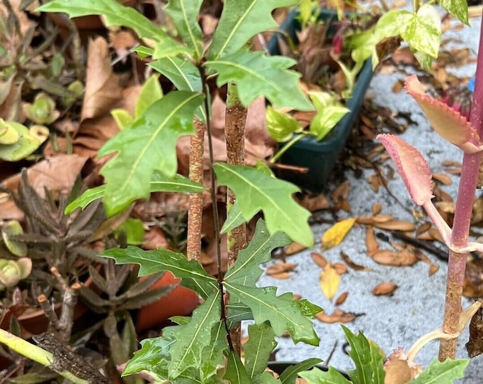 BRANCHING Florida Live Oak Sapling Seedling Shade Tree Plant - Etsy