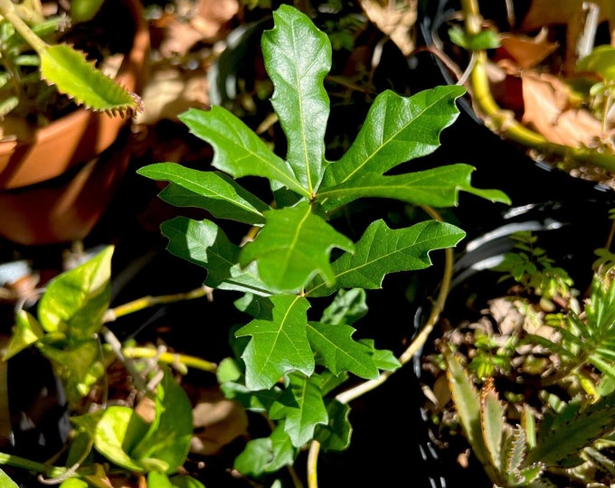 Florida Live Oak Sapling Seedling Shade Tree Plant - Etsy
