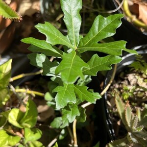 BRANCHING Florida Live Oak Sapling Seedling Shade Tree Plant - Etsy