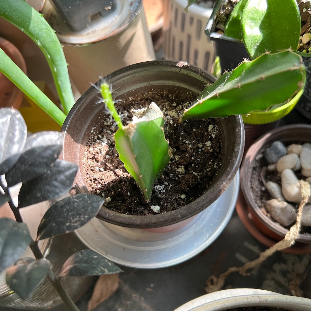 Dragon Fruit Live Potted Houseplant, Pitaya, Dragon Fruit Plant ...