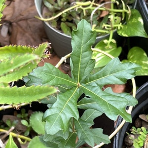 BRANCHING Florida Live Oak Sapling Seedling Shade Tree Plant - Etsy