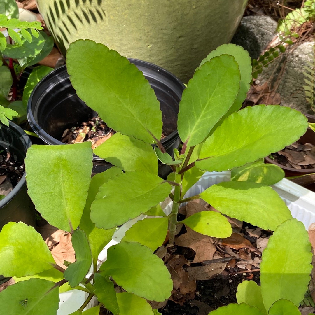 Leaf of Life Live Plant Bryophyllum Pinnatum (kalanchoe Pinnata ...