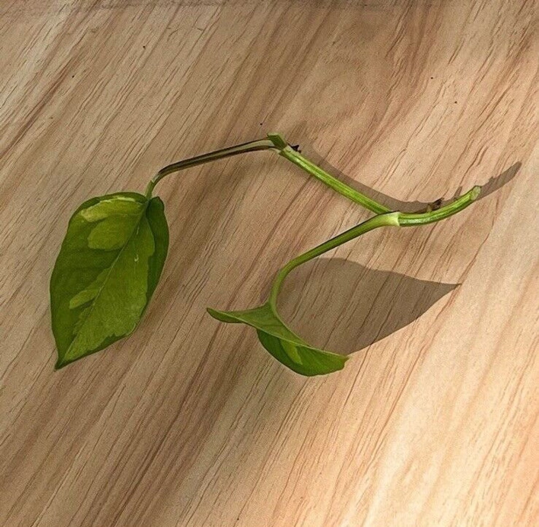 Global Green Pothos 2 Leaf 2 Nodes UNROOTED CUTTING Live Plant Vining ...